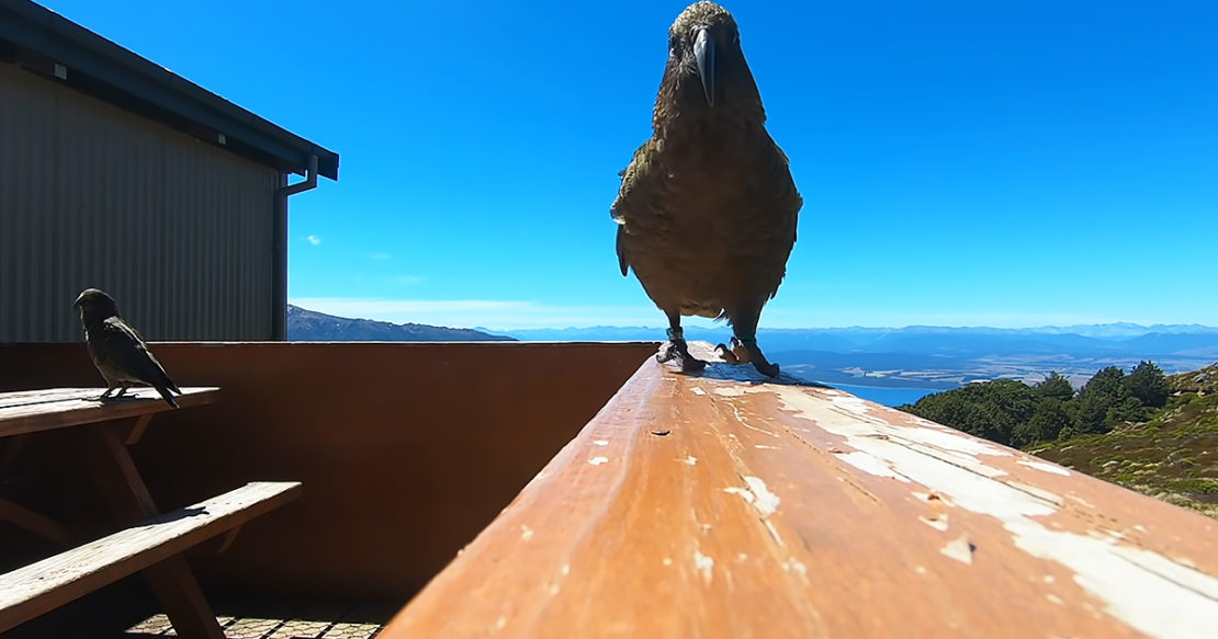 Wild parrot takes off with GoPro, films astonishing footage of national ...