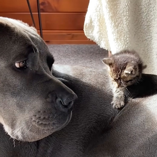 Half-pound kitten and 130-pound dog become inseparable pals