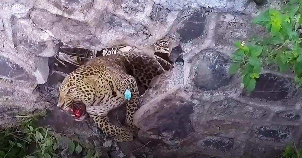 Leopard stuck in barbed wire rescued by kindhearted passersby