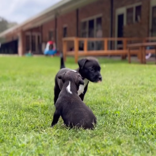 Staffy puppies meet Cattle X puppies for the first time
