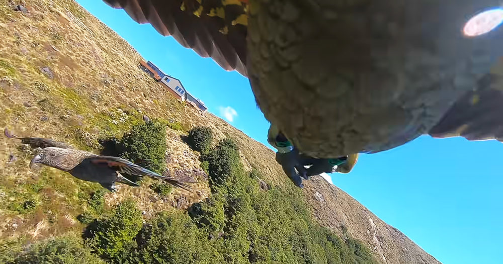 Wild parrot takes off with GoPro, films astonishing footage of national ...