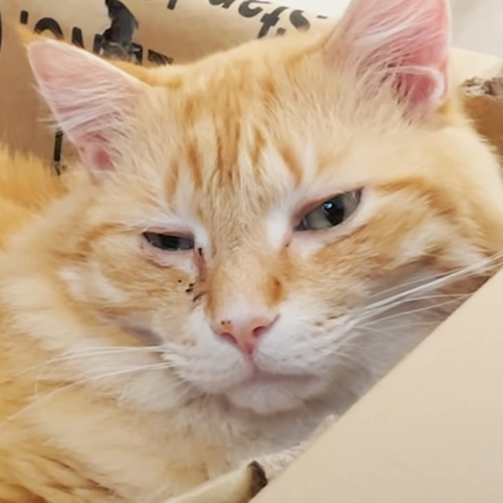 Cat can’t give up his favorite cardboard box, even after shredding it