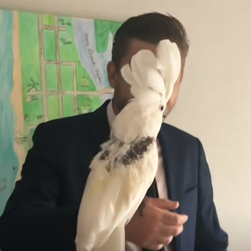 Depressed cockatoo learns to dance with new mom and dad