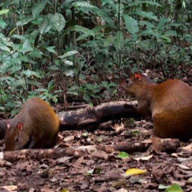 Giant Agouti protects the rainforest with fascinating behavior