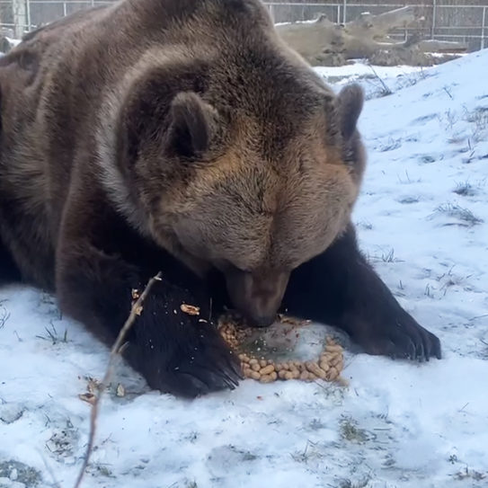 Massive bear shells peanuts in the most adorable way – Madly Odd!