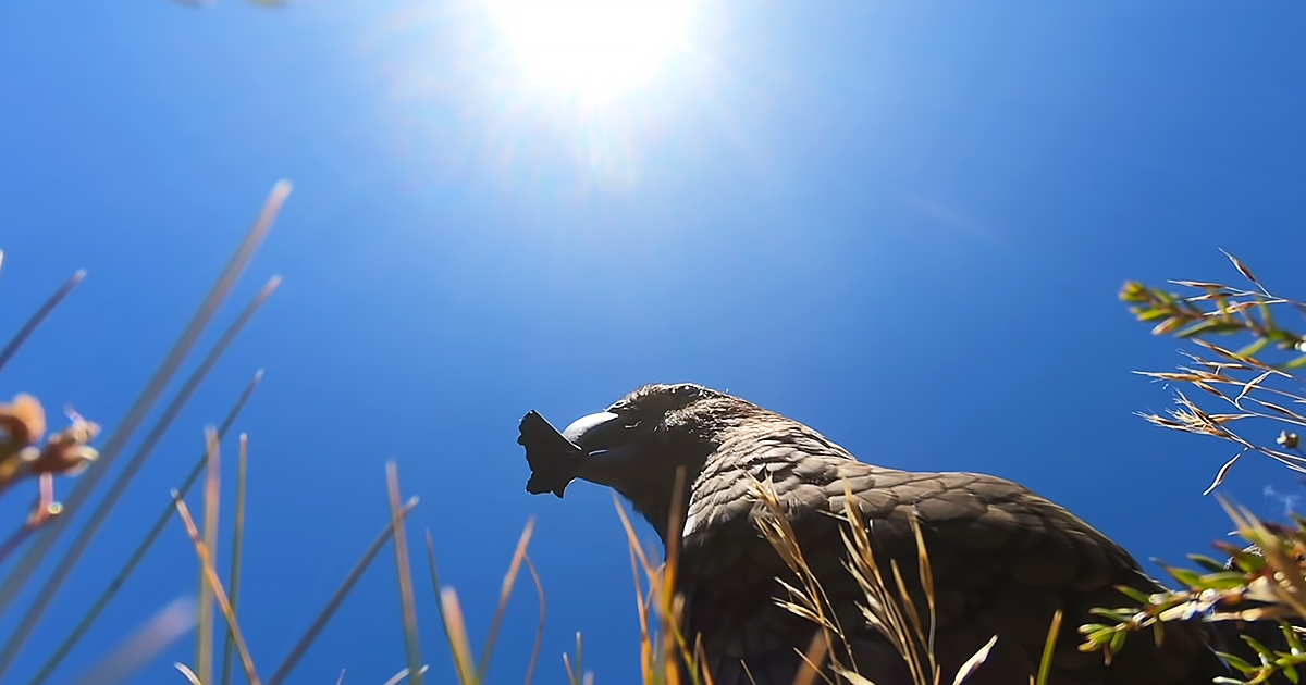 Wild parrot takes off with GoPro, films astonishing footage of national ...