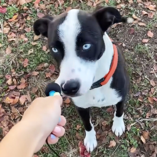 Woman interviews shelter animals with a tiny microphone – Madly Odd!