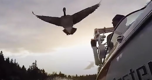 Baby goose becomes rescuer's "wingman," flies in tandem with his boat
