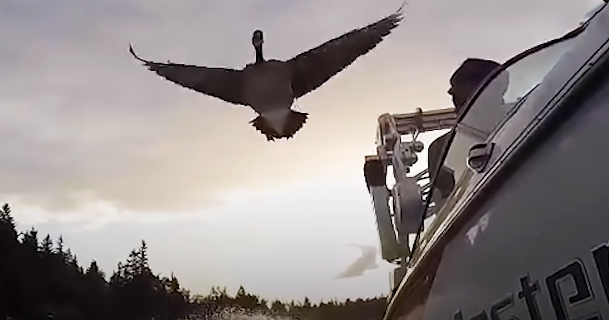 Baby goose becomes rescuer’s “wingman,” flies in tandem with his boat ...