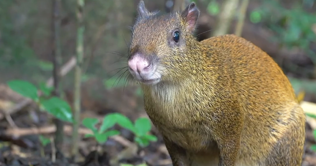 Giant Agouti protects the rainforest with fascinating behavior