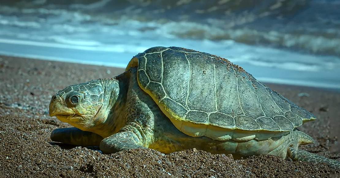 Hyper-realistic “spy turtle” lays observation eggs on beach to film ...