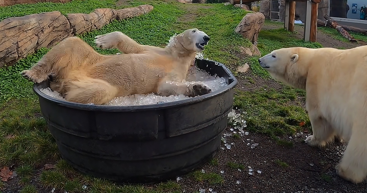 Polar bear sisters chill out in a huge tub of ice