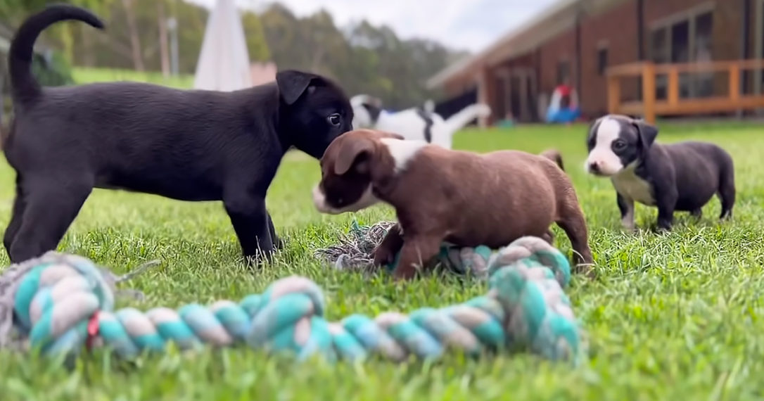 Staffy puppies meet Cattle X puppies for the first time – Madly Odd!