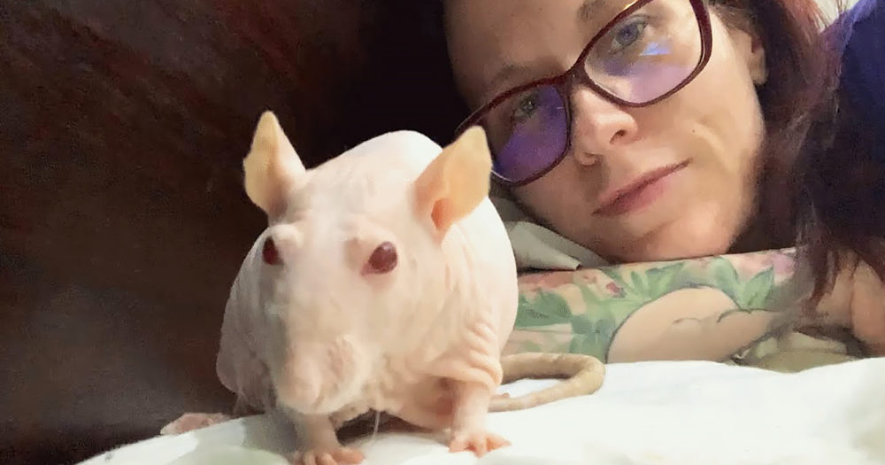 Rescued senior rat is always by her rescuer's side