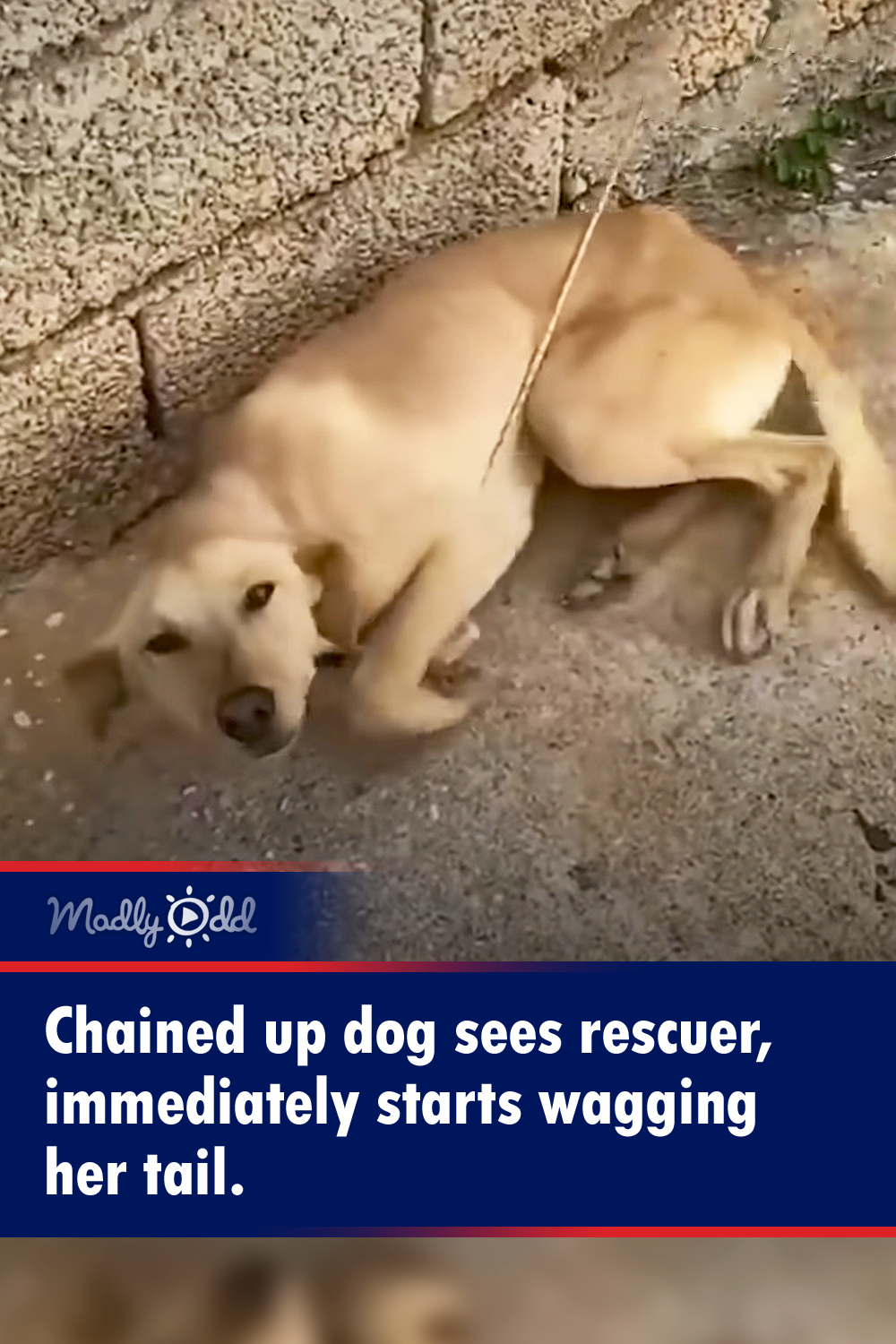 Chained up dog sees rescuer, immediately starts wagging her tail