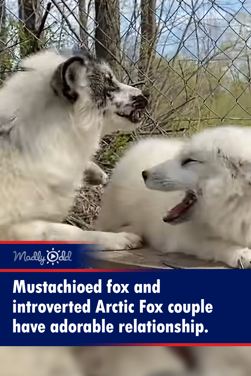 Mustachioed fox and introverted Arctic Fox couple have adorable ...