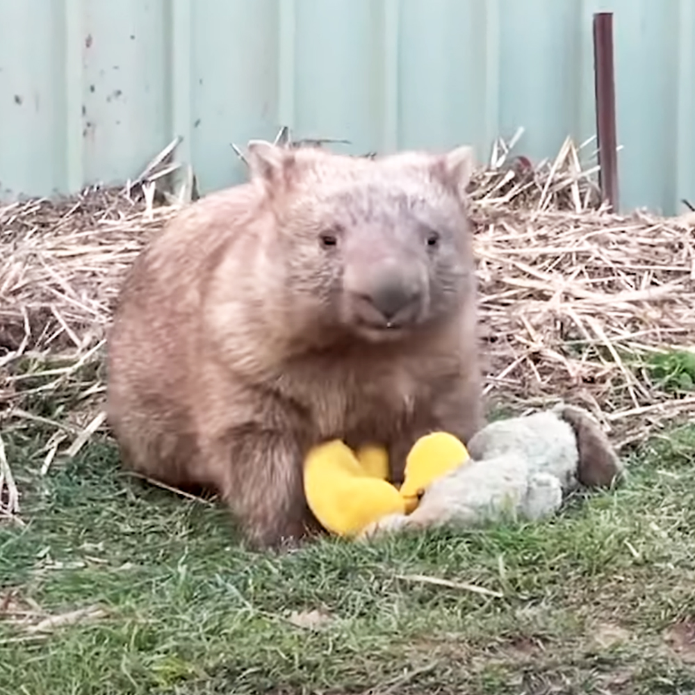 Cute wombat can’t get enough of his stuffed toys – Madly Odd!