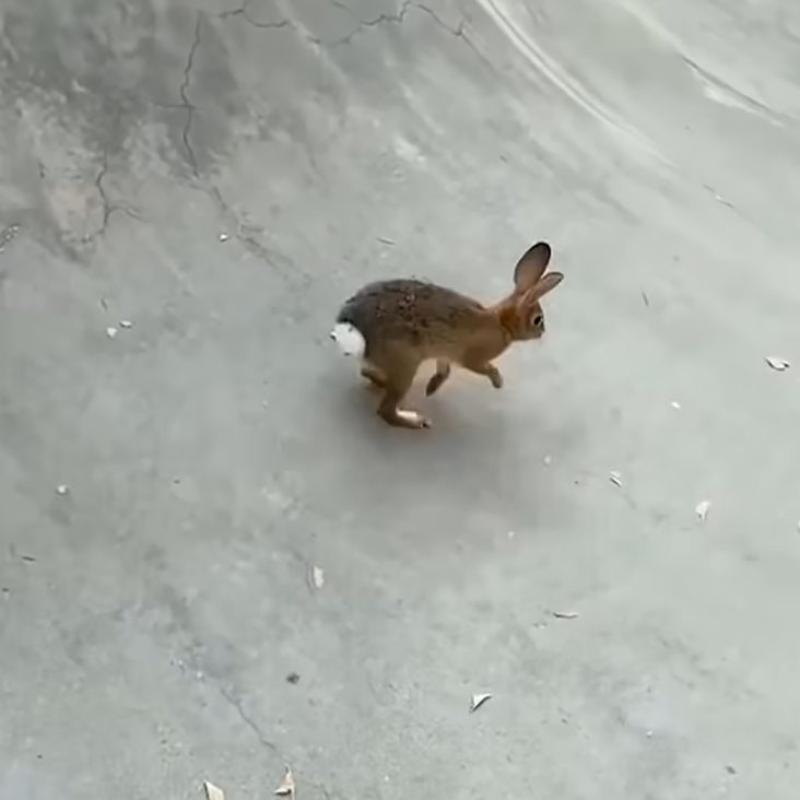 Determined skater helps rabbit live another day