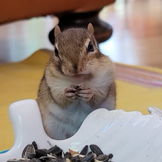 Hungry chipmunk falls asleep during snack time – Madly Odd!