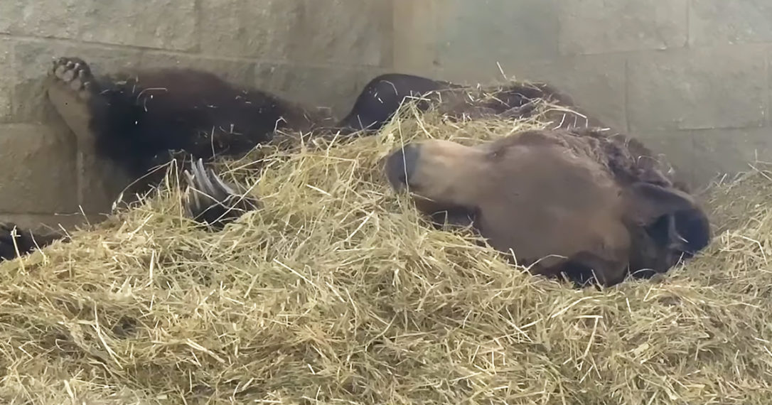 Massive bear spends most of the winter in his comfy bed