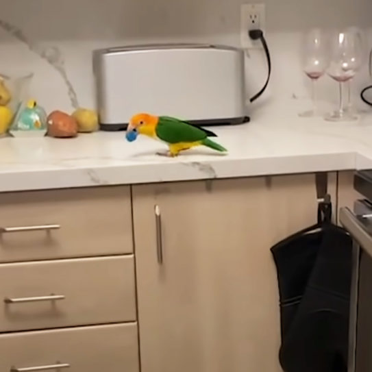 Parrot learns to play basketball with miniature ball and hoop