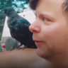 Playful crow follows this man everywhere and even brings him gifts