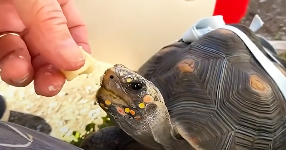 Tortoise teams up with dog to enjoy grandmother’s delicious treats ...