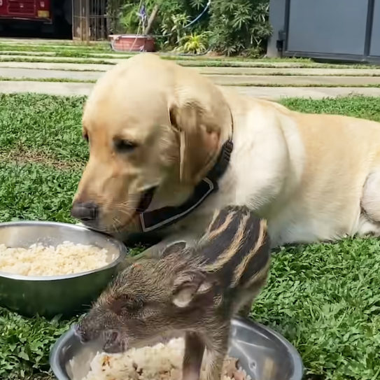 2-pound wild sow adopts giant Labrador as her dad