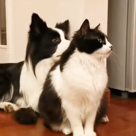 Cat and dog siblings with similar fur color look like twins