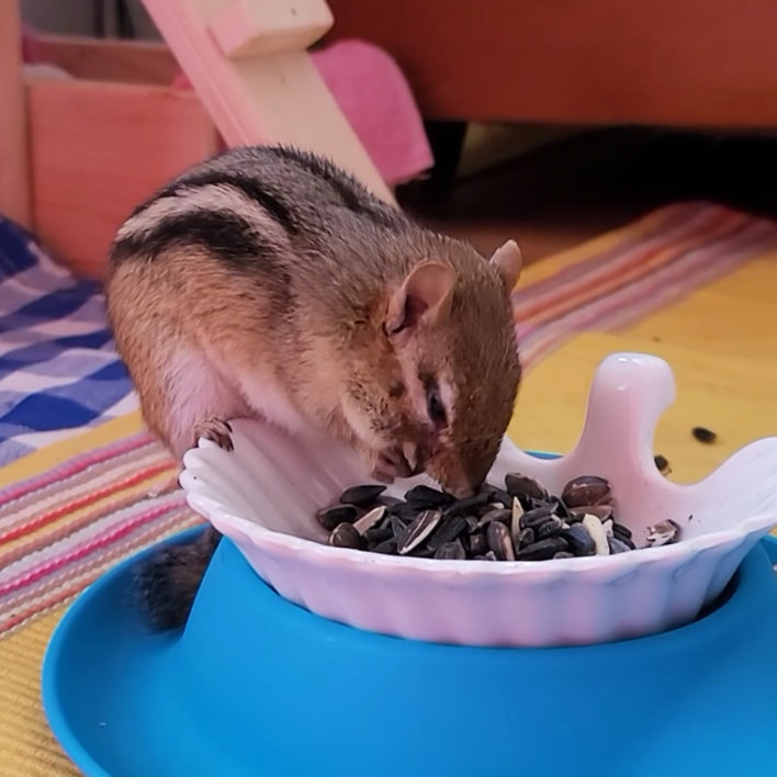 Hungry chipmunk falls asleep during snack time – Madly Odd!