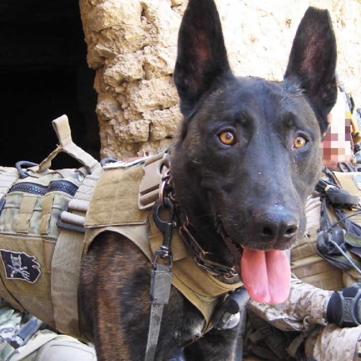 Navy SEAL gives senior K9 partner heart-tugging final farewell – Madly Odd!