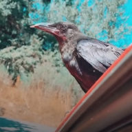 Playful crow follows this man everywhere and even brings him gifts