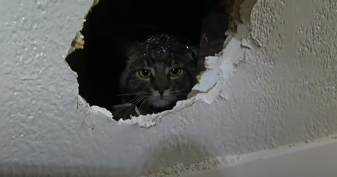 Stray cat rescued from wall kisses his new cat sibling everyday