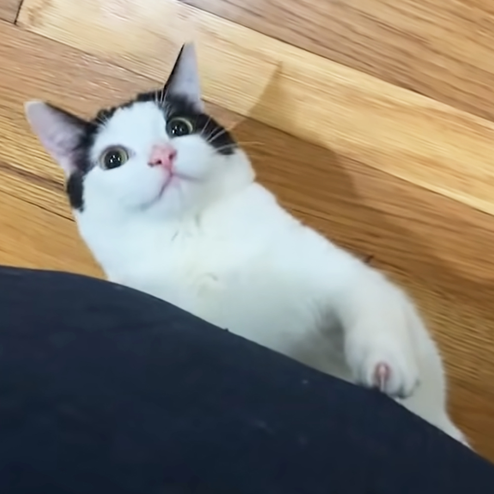 Wobbly cat siblings fall in love with guinea pig sisters – Madly Odd!