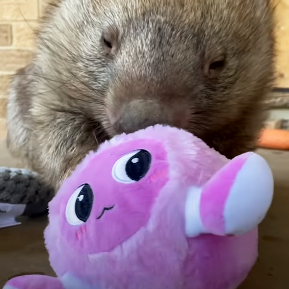 Cute wombat can’t get enough of his stuffed toys – Madly Odd!