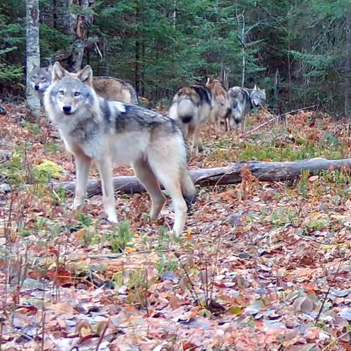 Hidden trail cam catches glimpse of busy animal trail during fall ...