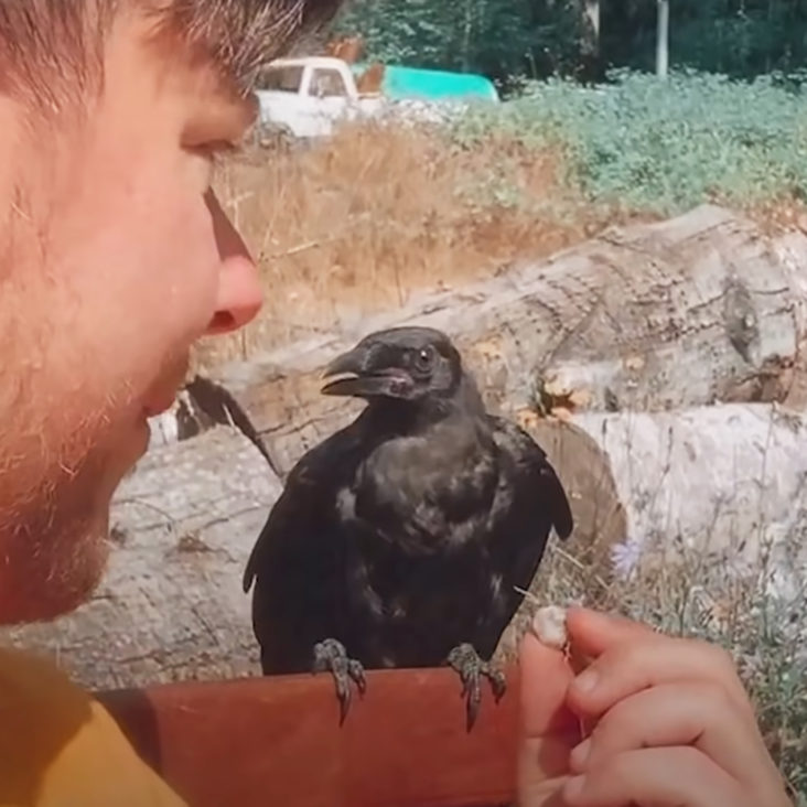 Playful crow follows this man everywhere and even brings him gifts