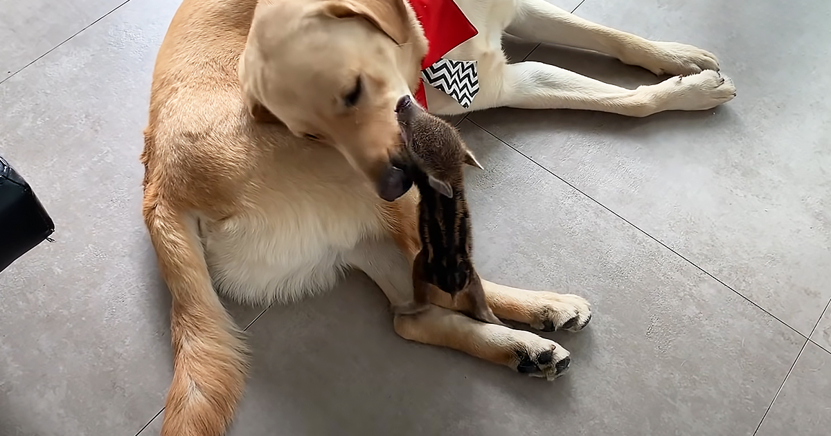 2-pound wild sow adopts giant Labrador as her dad