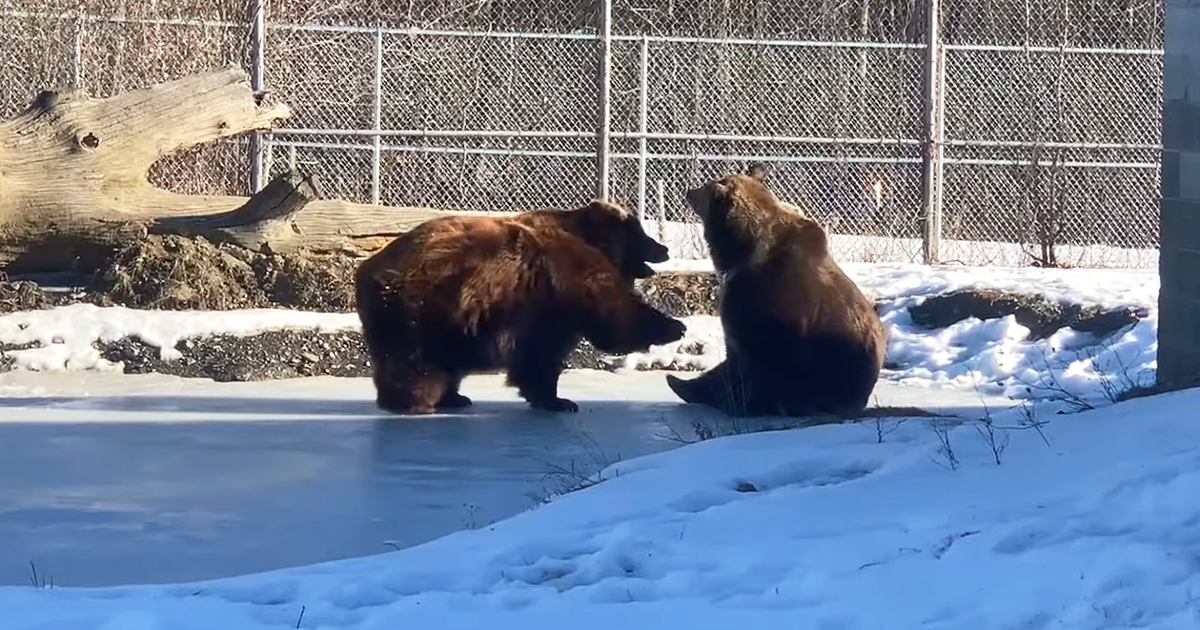 Giant bears have their own little ice capades on frozen pond – Madly Odd!