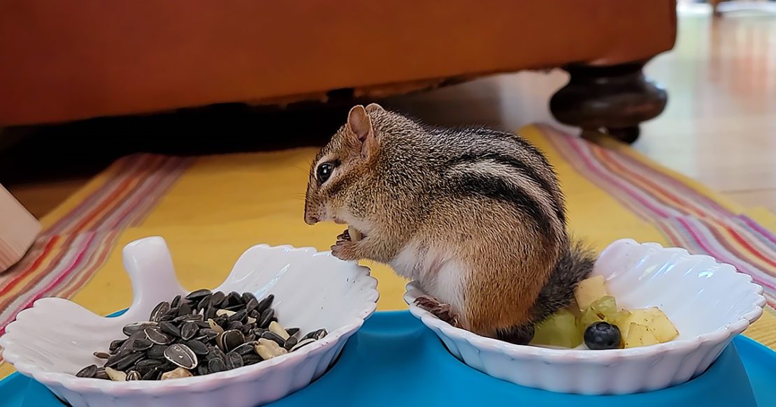 Hungry chipmunk falls asleep during snack time – Madly Odd!