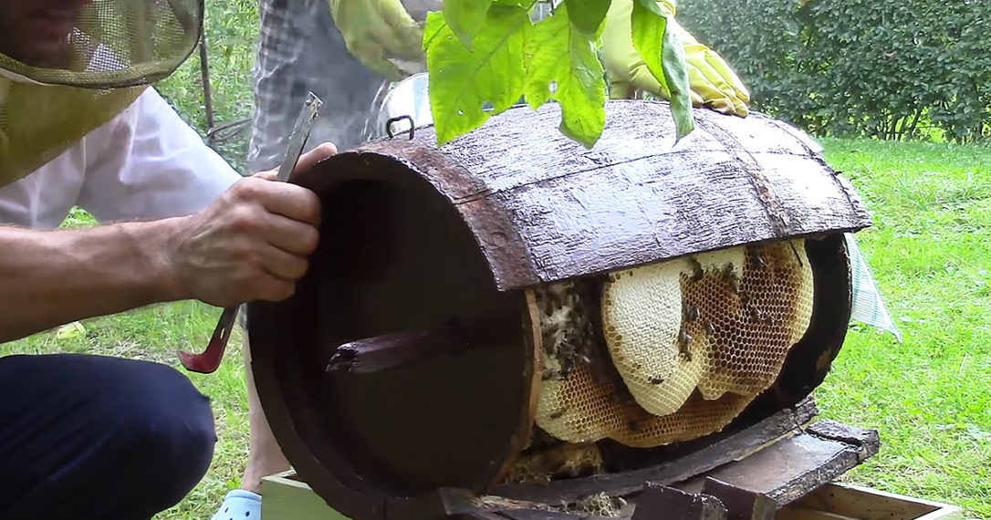 Man finds bee swarm settled in an antique oak barrel in front yard