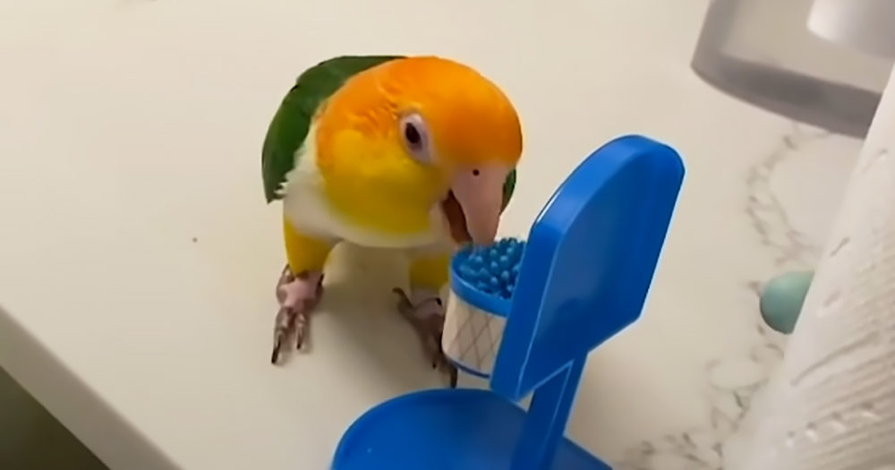 Parrot learns to play basketball with miniature ball and hoop – Madly Odd!