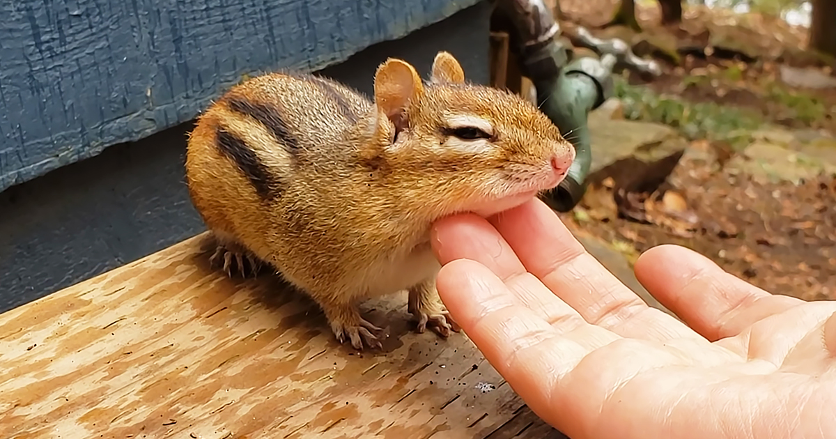Woman cleaning dirt from chipmunk’s chin makes the little furball sleepy