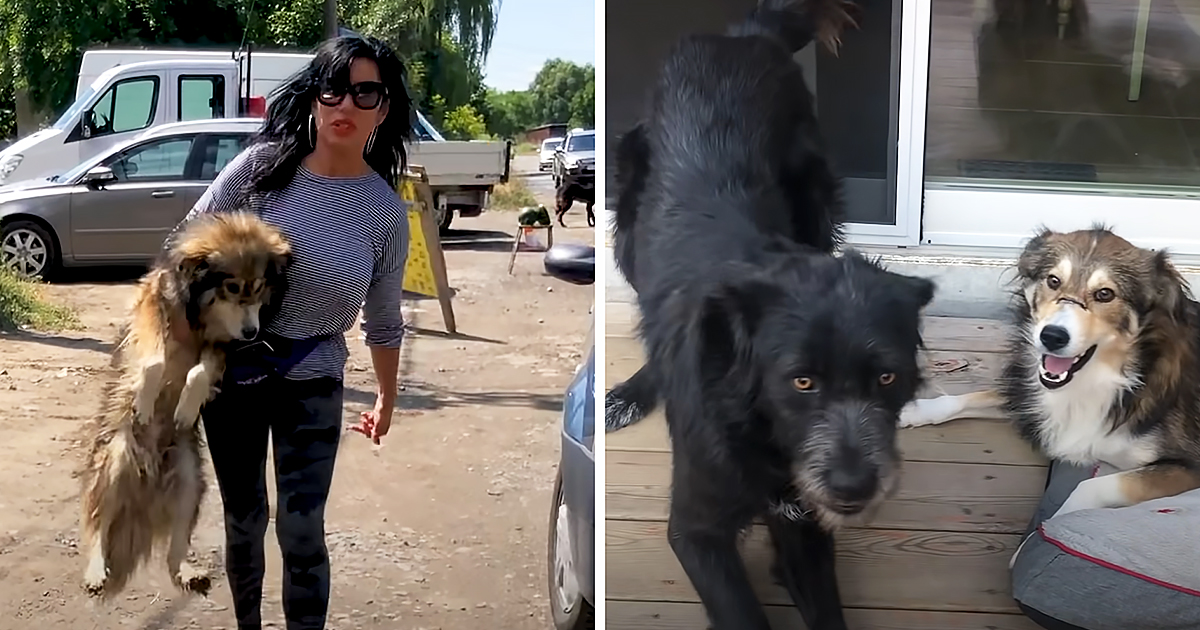 Woman puts holiday on hold to rescue two adorable stray dogs