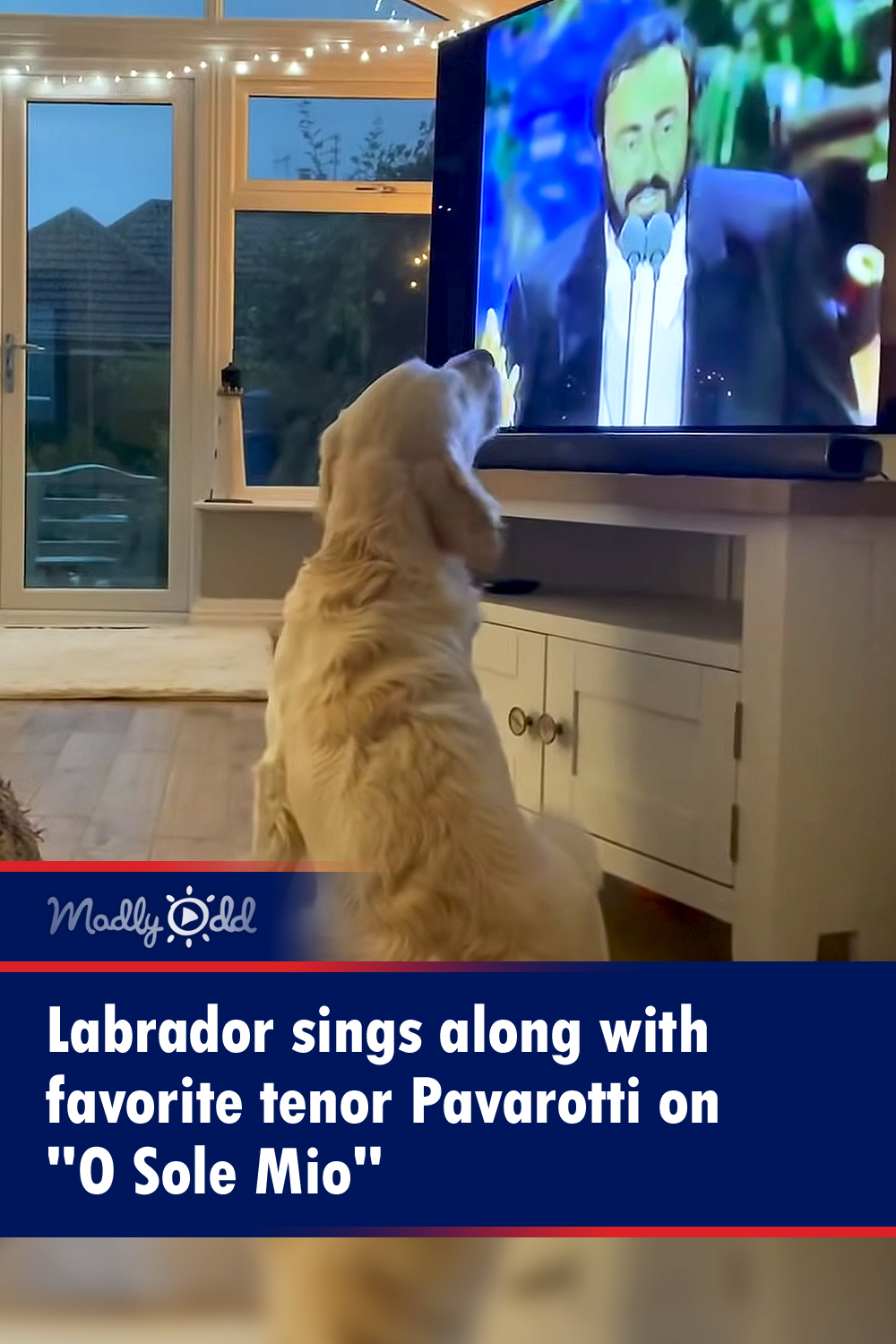 Labrador sings along with favorite tenor Pavarotti on “O Sole Mio”