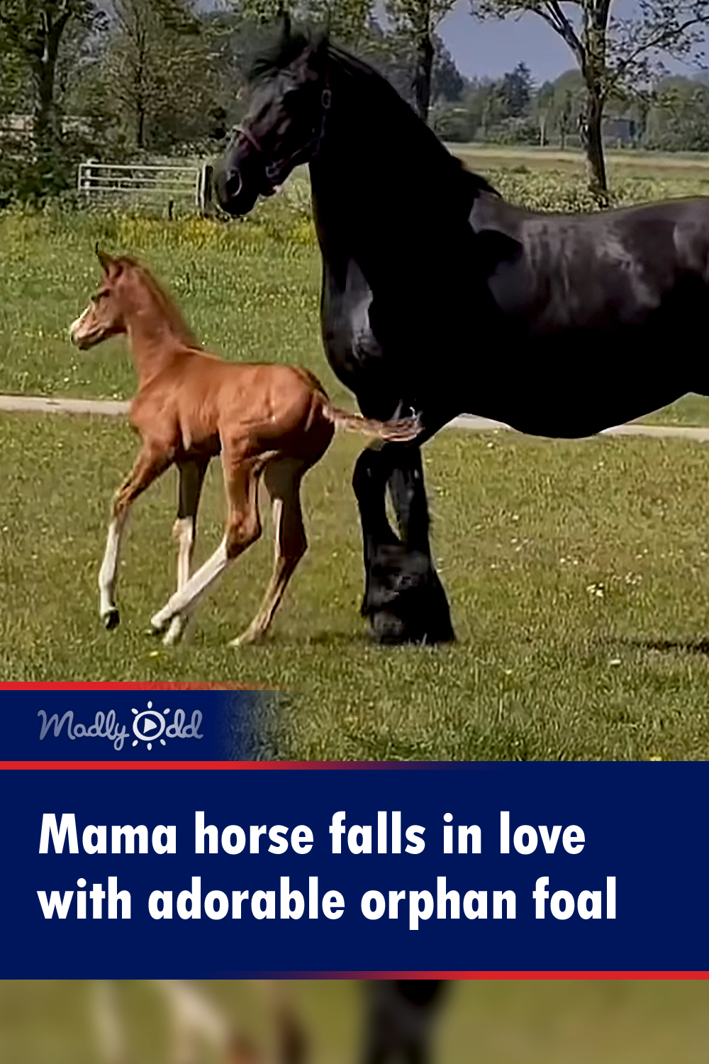 Mama horse falls in love with adorable orphan foal – Madly Odd!