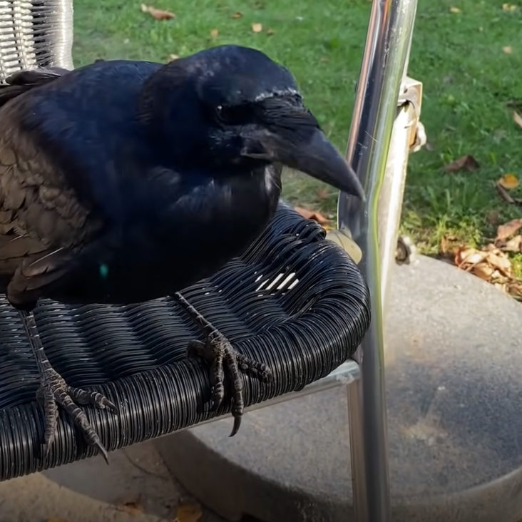 Abandoned as a baby, crow is now obsessed with his rescuer – Madly Odd!