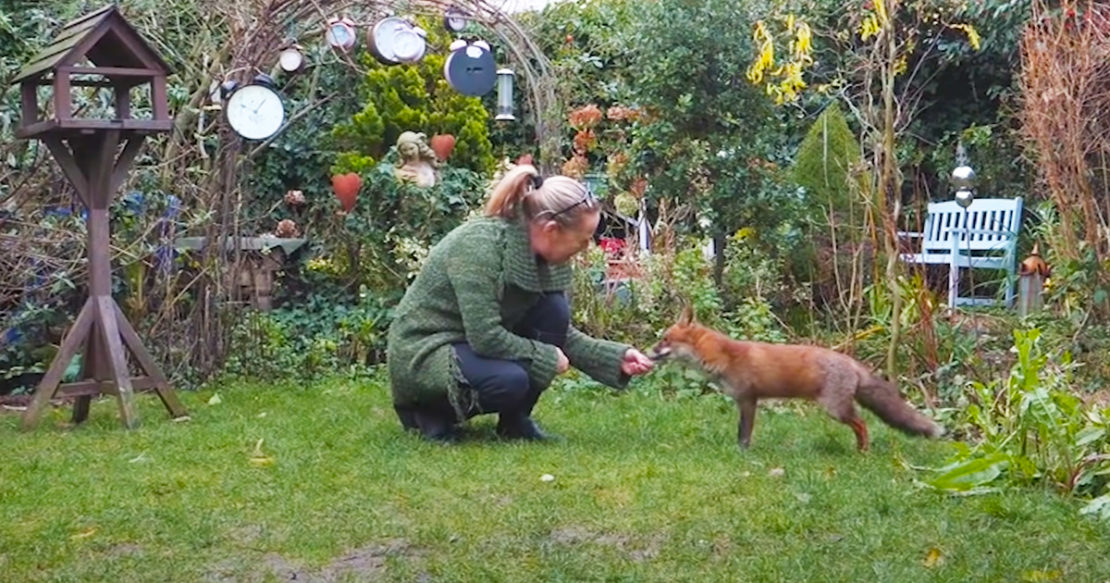 Shy fox now greets her favorite person with foxy nose bumps – Madly Odd!