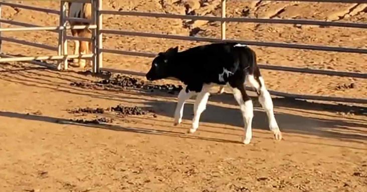 Sweet baby cow with bubbly personality has terrific dance moves – Madly ...