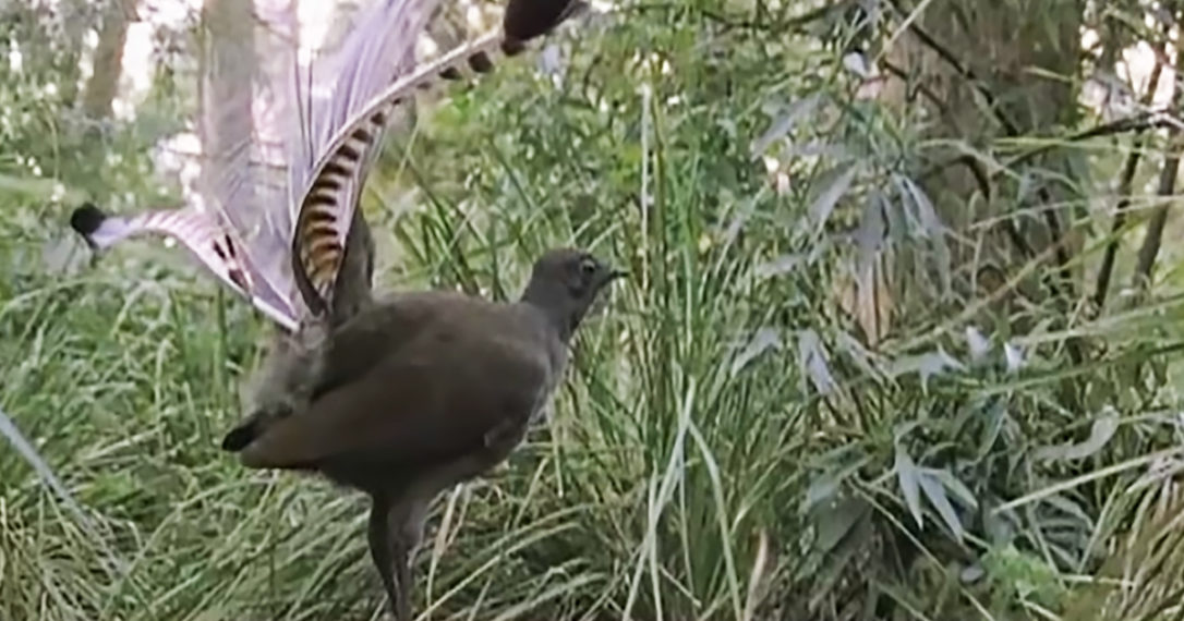 The amazing bird that sings like a chainsaw